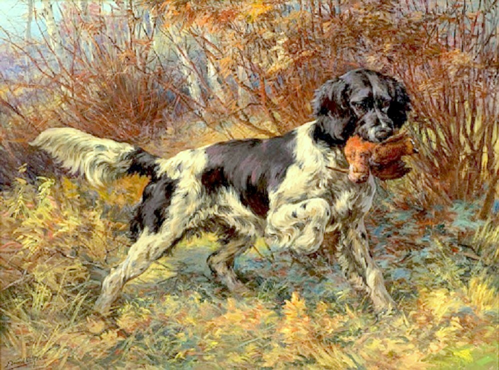 Setters à travers ces derniers siècles - Club du Setter Anglais